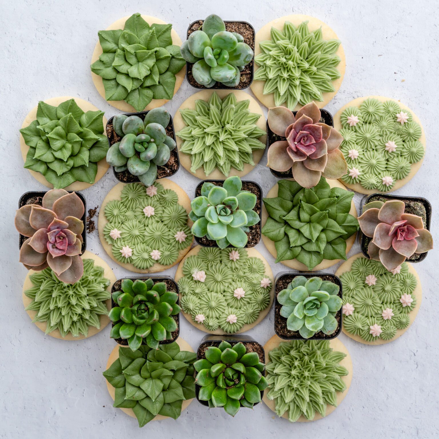 Succulent Desserts for a Garden-Themed Dessert Table - Jenny Cookies